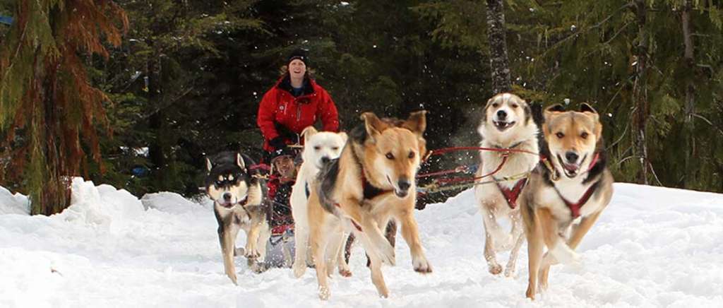 Trineo de perros - Whistler Wander